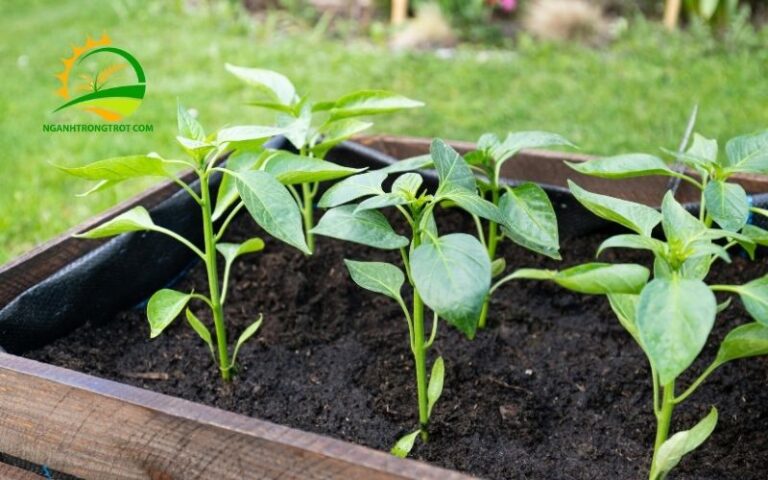 TOP 5 Chậu Trồng Rau Sân Thượng Được Ưa Chuộng Nhất 2025